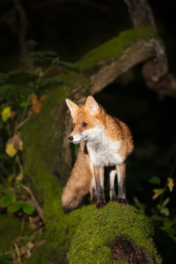 Portrait of a Cute Red Fox Standing on a Tree in a Forest at Night ...