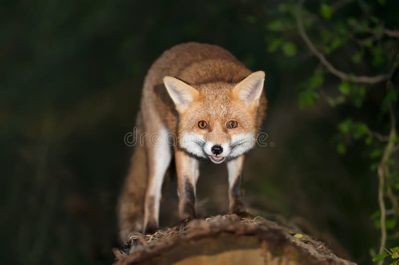 Portrait of a Cute Red Fox Standing on a Tree in a Forest at Night ...