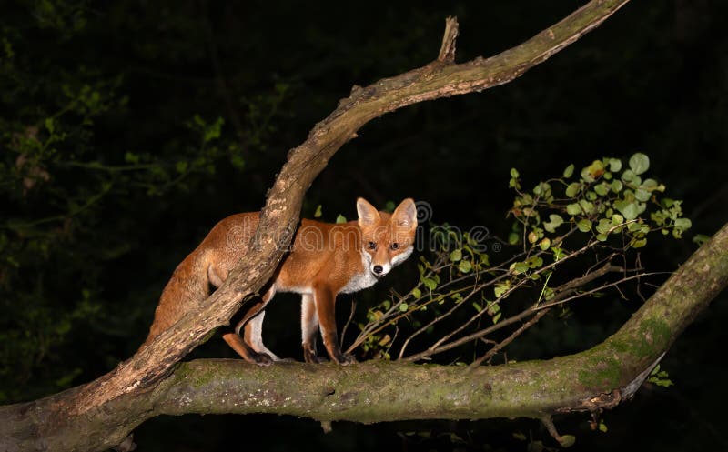 Portrait of a Cute Red Fox Standing on a Tree in a Forest at Night ...
