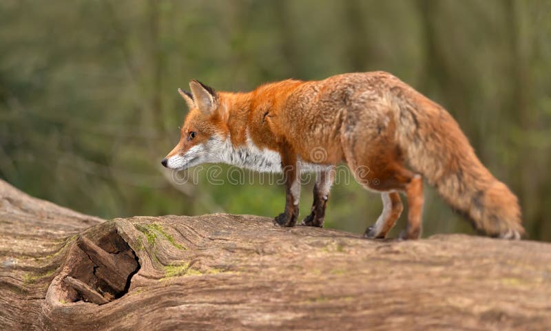 Portrait of a Cute Red Fox Standing on a Tree in a Forest Stock Photo ...