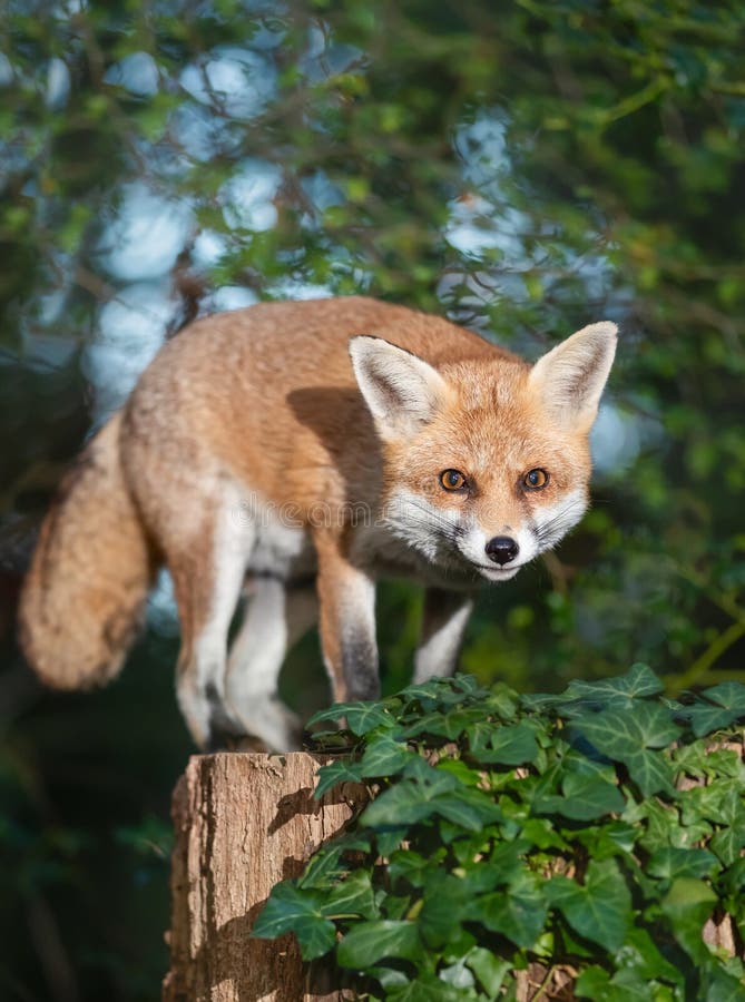Portrait of a Cute Red Fox Standing on a Tree Stump in a Forest Stock ...