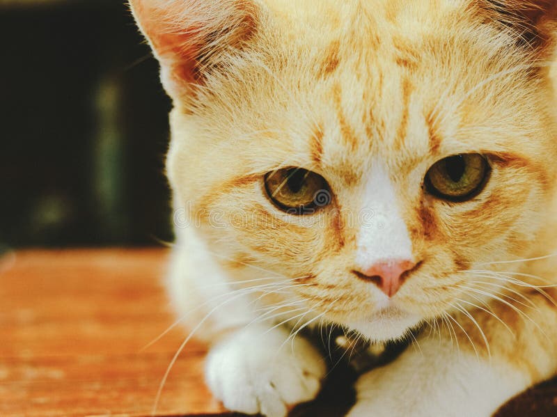 Portrait of Cute Red Ginger Stock Photo - Image of close, domestic ...