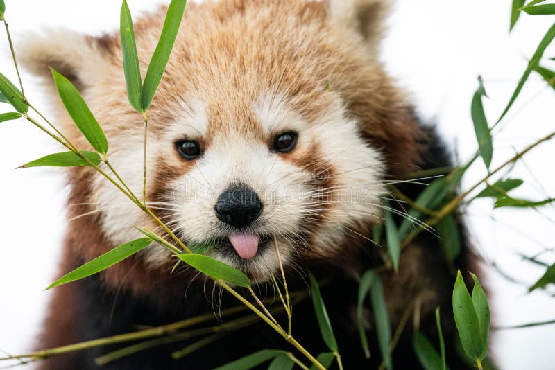 Portrait of Cute Red Panda Behind Green Plants Stock Image - Image of ...