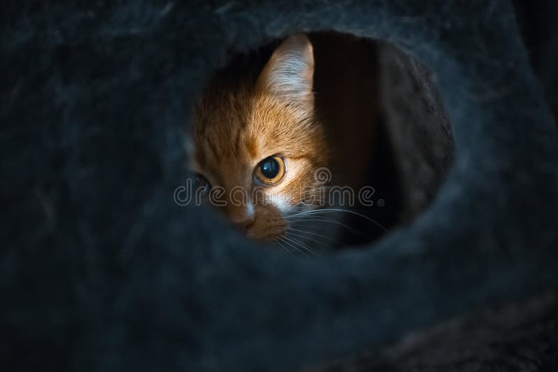 Portrait of Cute Red White Cat Hiding of Black Box Stock Image - Image ...