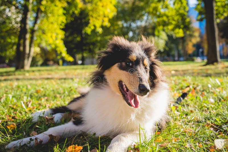 Portrait of Cute Rough Collie Dog at the Park. Stock Image - Image of ...