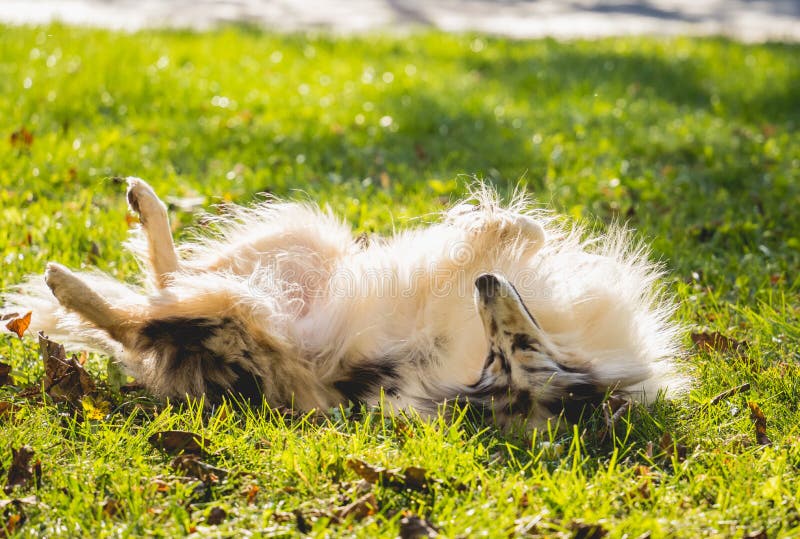 Portrait of Cute Rough Collie Dog at the Park. Stock Photo - Image of ...
