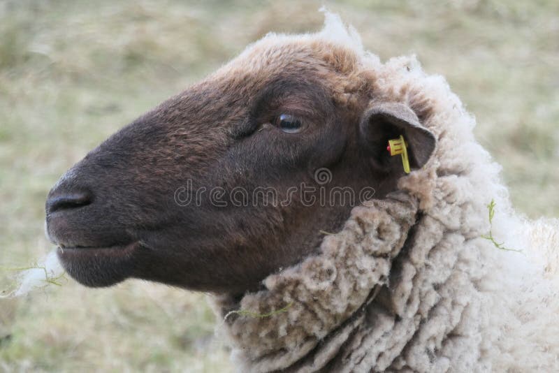 Portrait of a cute sheep stock photo. Image of farming - 254882690