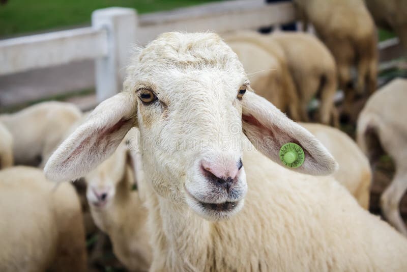 Portrait of cute sheep stock image. Image of fattening - 65706547