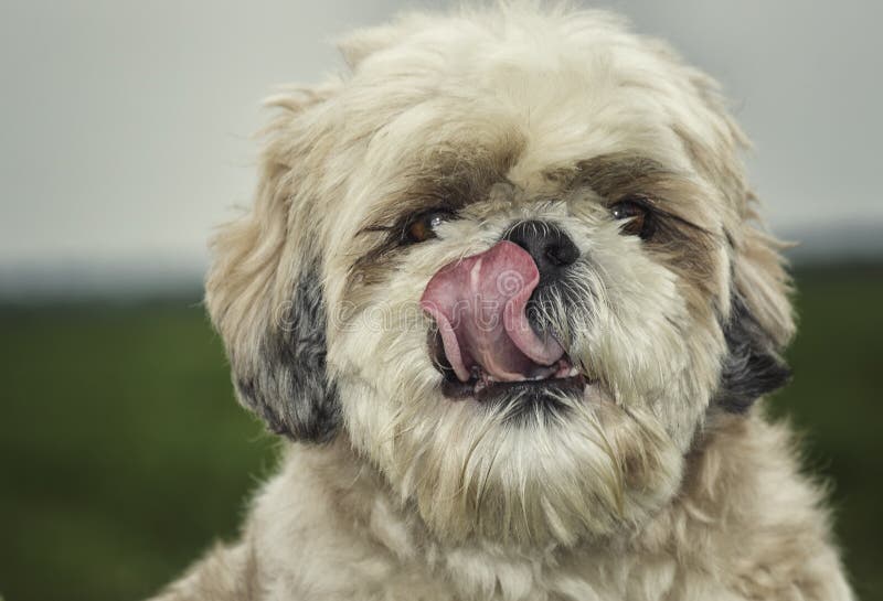 The Portrait of Cute Shitzu Pet Dog Stock Photo - Image of light ...
