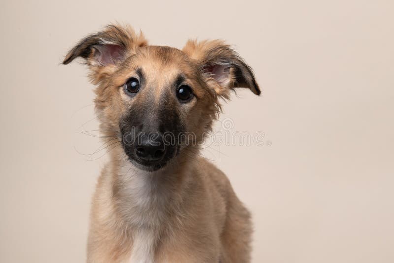 Portrait of a Cute Silken Windsprite Puppy on a Creme Colored ...
