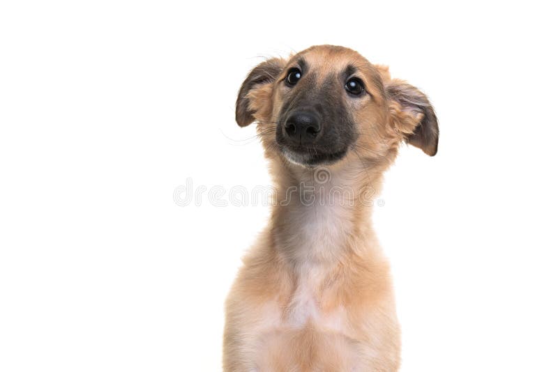 Portrait of a Cute Silken Windsprite Puppy Isolated on a White ...