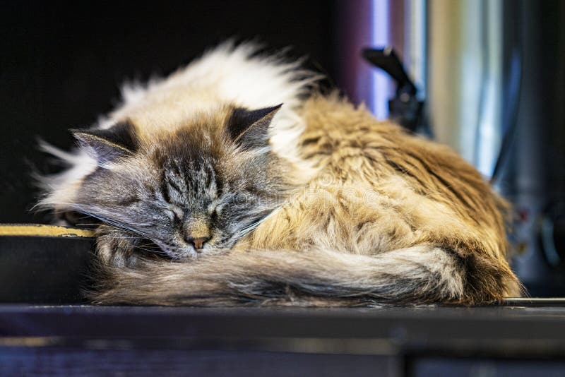 Portrait of Sleeping Fluffy Cat of Light Color Close-up Stock Image ...