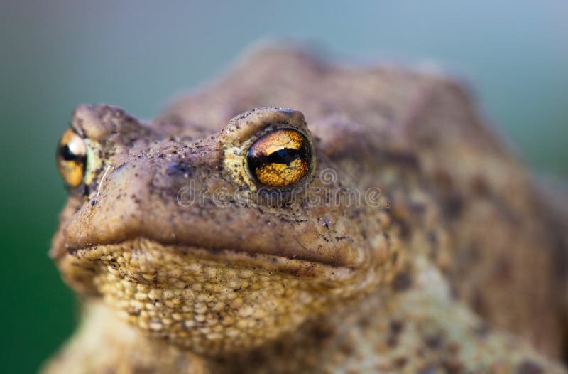 Portrait of Cute Spadefoot Toad with Bright Yellow Eyes Looking at the ...