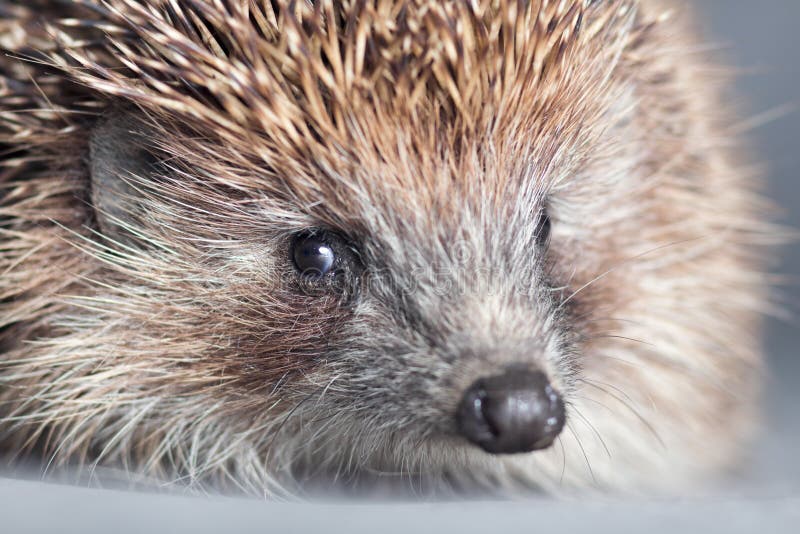 Portrait of a Cute Spiny Hedgehog Stock Image - Image of look, close ...