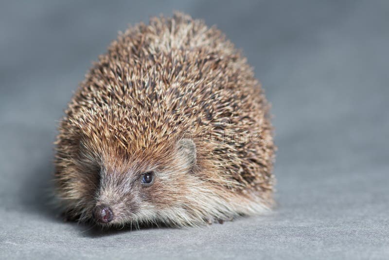Portrait of a Cute Spiny Hedgehog Stock Photo - Image of domestic ...