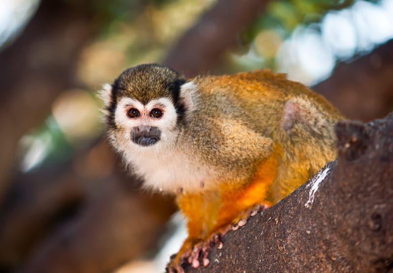 Portrait of a Cute Squirrel Monkey . Stock Image - Image of manuel ...
