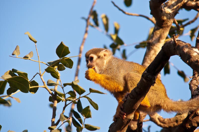 Portrait of a Cute Squirrel Monkey . Stock Photo - Image of oerstedii ...