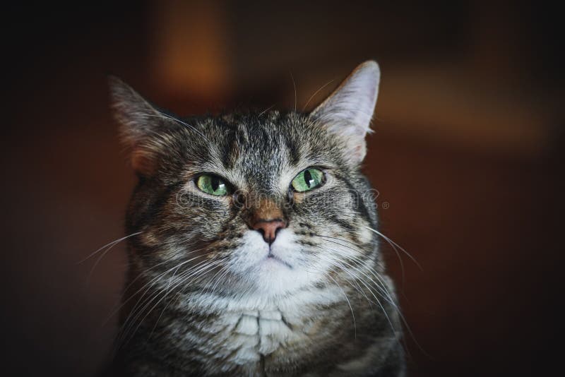 Portrait of a Cute Tabby Cat Stock Photo - Image of lovable, furry ...