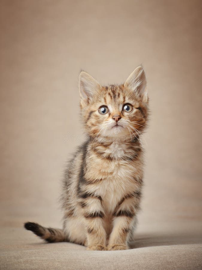 Portrait of a Cute Tabby Kitten Studio Shot Stock Photo - Image of ...
