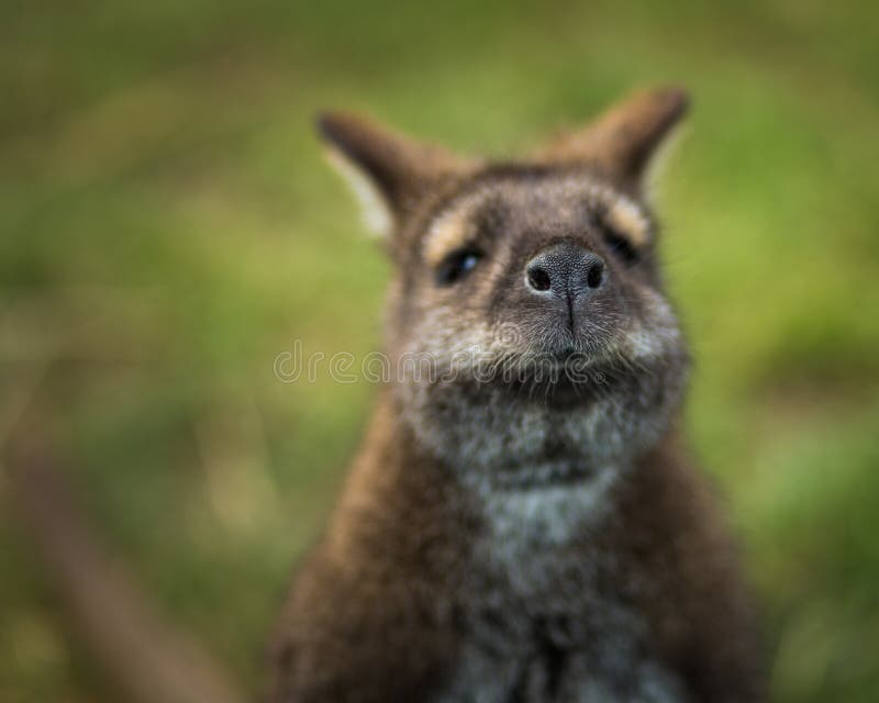 Portrait of a cute wallaby stock photo. Image of wallabies - 82699002