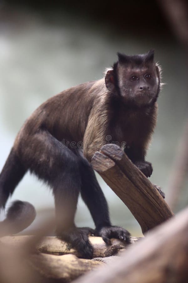 Portrait of Cute Watchful Weeper Capuchin on a Branch of a Tree Stock ...