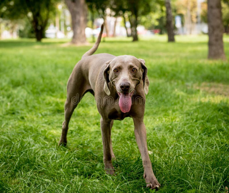 Portrait of Cute Weimaraner Dog Breed at the Park. Stock Image - Image ...