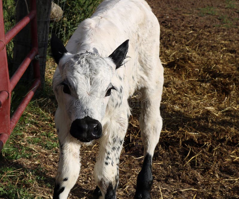 Portrait Of A Cute White Calf In A Farm Stock Photo - Image of wood ...