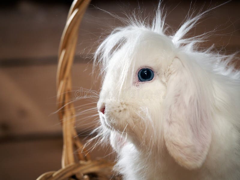 Portrait of a Cute White Fluffy Rabbit Stock Image - Image of ...