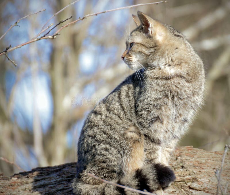 Portrait of a Cute Wild Cat Stock Photo - Image of hunter, park: 139750792