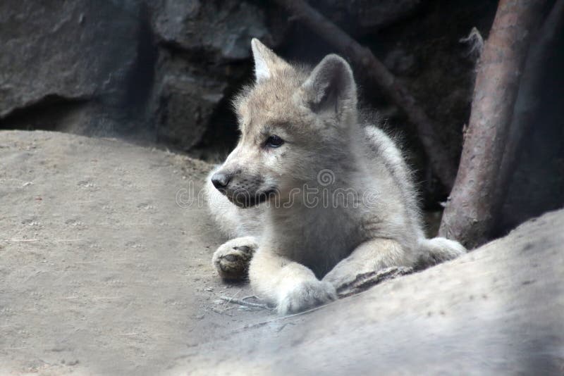 Portrait of Wolfling Lying on the Ground Stock Image - Image of baby, nature: 223542721