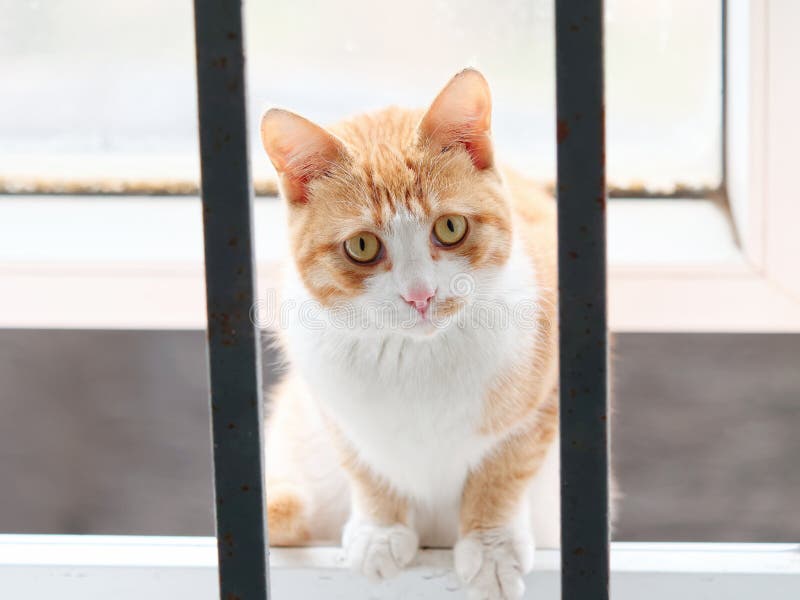Portrait of a Cute Yellow Tabby Cat Looking at Camera Behind Windows ...