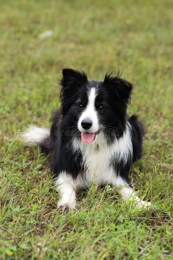 Border Collie Portrait on a Green Field Stock Image - Image of face ...