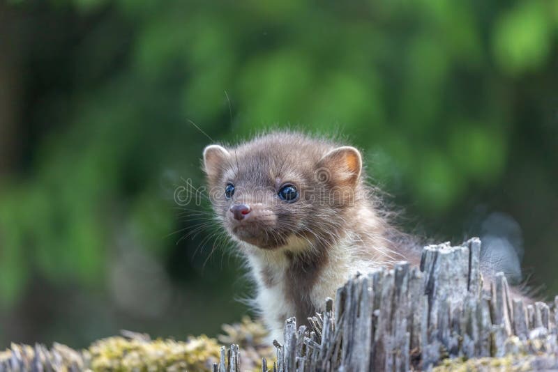 Portrait of Cute Young Marten Stock Image - Image of outdoor, furry ...