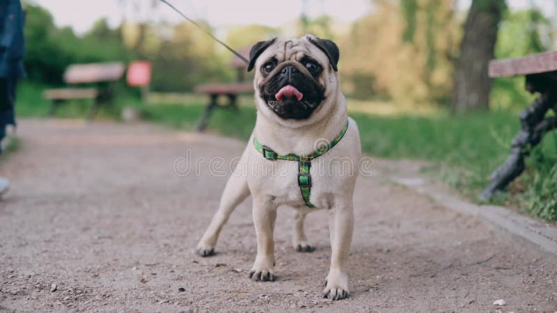 Portrait of a Cute Young Pug Stock Video - Video of standing, nature ...