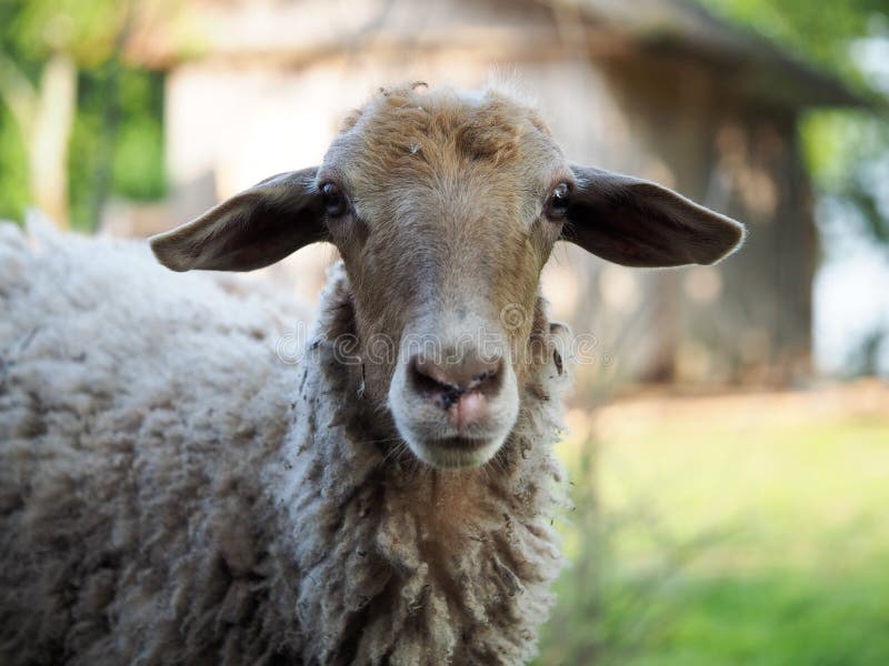 Portrait of Cute Young Sheep Stock Image - Image of funny, wool: 202221479