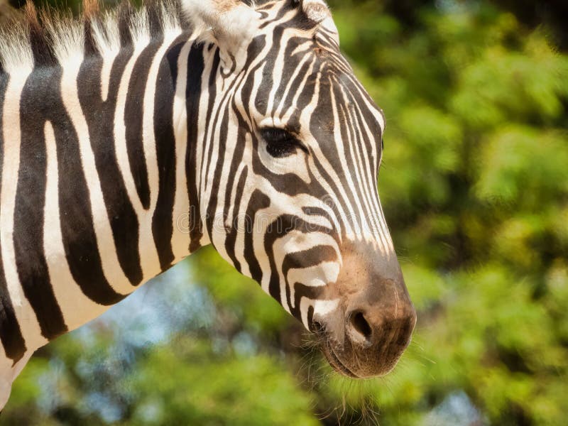 Portrait of a Cute Zebra (Hippotigris) Stock Photo - Image of wildlife ...