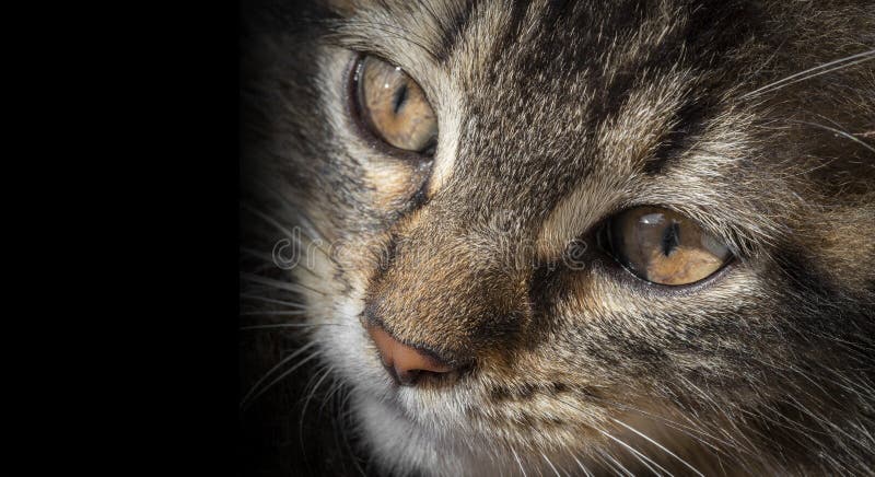 Cutte Tabby Stock Photos - Free & Royalty-Free Stock Photos from Dreamstime