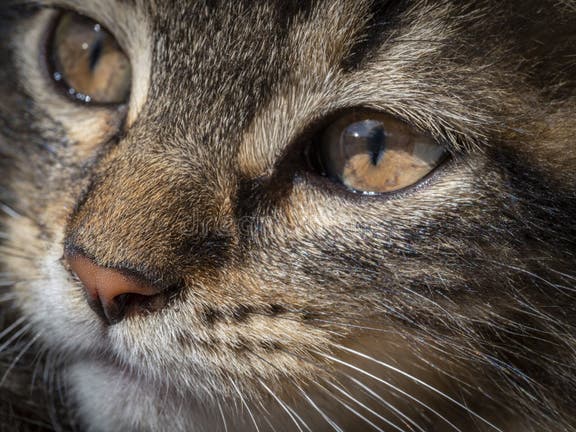 The Portrait of a Cutte Tabby Kitten Stock Image - Image of frisky ...