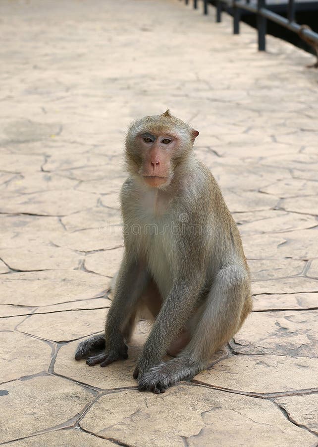 Portrait of Cynomolgus Monkey Looking at Camera Stock Image - Image of ...