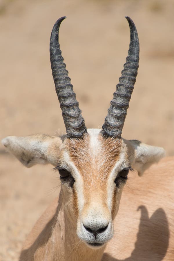 Puku d'antilope photo stock. Image du faune, habitat, safari - 8237318