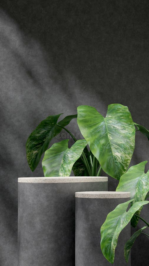 Portrait 3D Render: Terrazzo and Concrete Podium with Alocasia Leaf ...