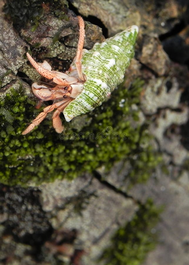 Bernard L'ermite Minuscule Rampant Sous L'eau Sur Le Sable Photo stock ...