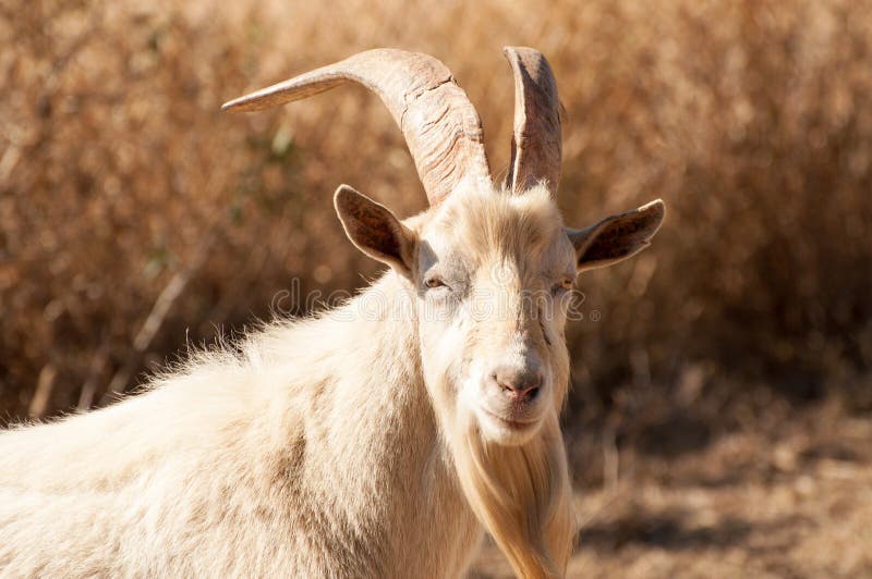 Portrait d'un bouc image stock. Image du pâturage, intense - 77876673