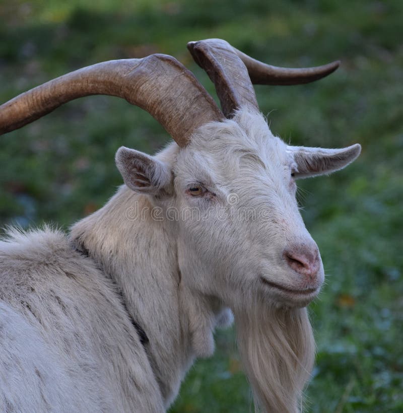 Portrait d'un bouc image stock. Image du oeil, beau, billy - 77876673