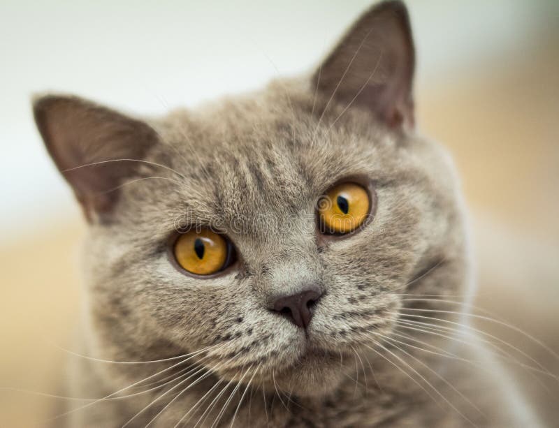 Chaton Britannique De Shorthair, 4 Mois Photo stock - Image du adorable ...