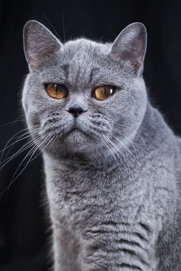 Chat Britannique De Shorthair Gris Avec Les Yeux Jaunes Lumineux Image ...