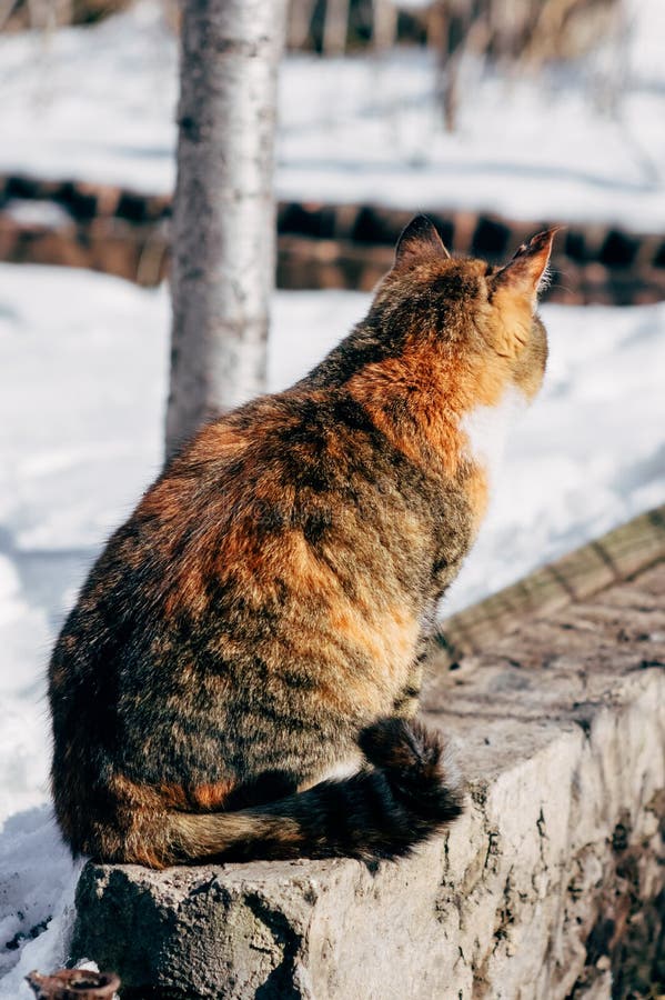 Portrait D'un Chat Rouge Dans La Campagne Photo stock - Image du félin ...