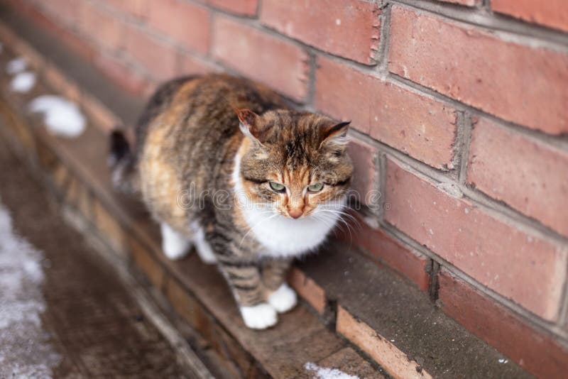 Portrait D'un Chat Rouge Dans La Campagne Image stock - Image du jeune ...