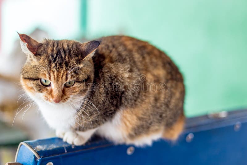 Portrait D'un Chat Rouge Dans La Campagne Image stock - Image du fond ...