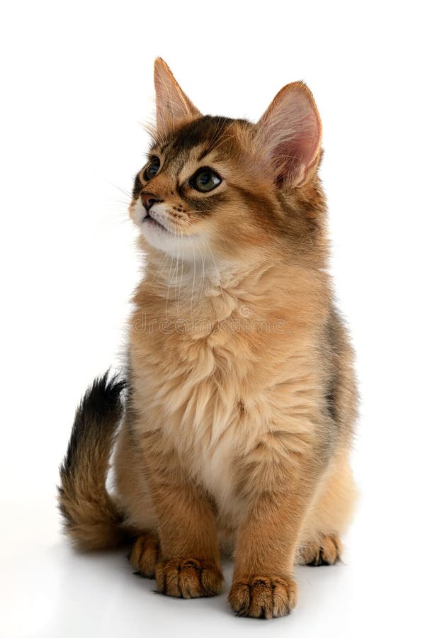 Portrait de chaton somali image stock. Image du brun - 48545977